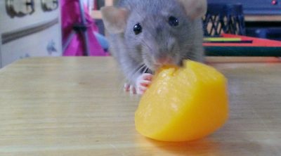 Can Rats Eat Chocolate And How Much Is Safe For Them?